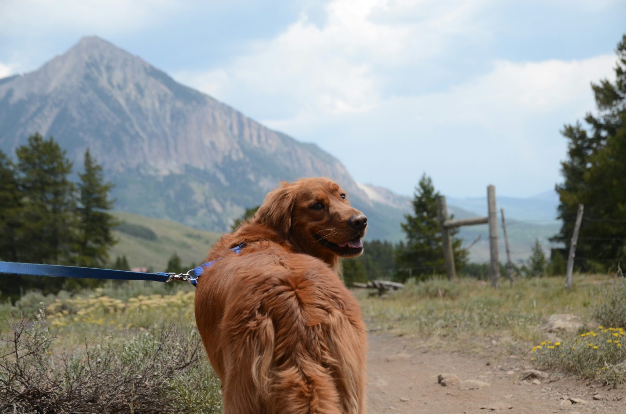 Vacanze in montagna con il cane: la tua guida completa Vacanze in ...