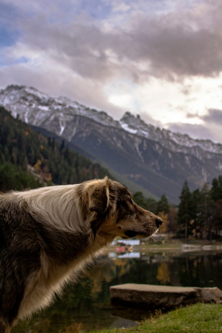 Vacanze in montagna con il cane: la tua guida completa Vacanze in ...